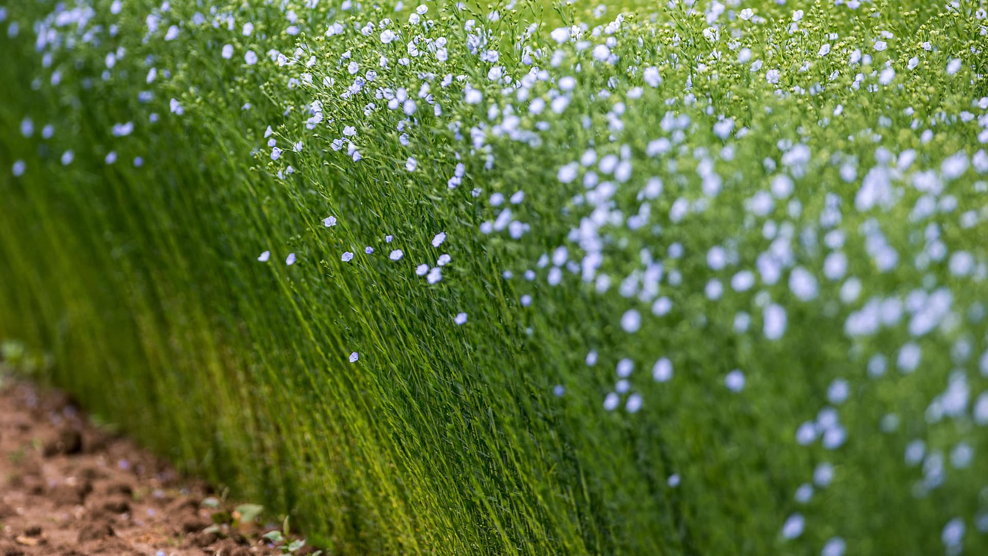 Certificazione European Flax® - Clerici Tessuto